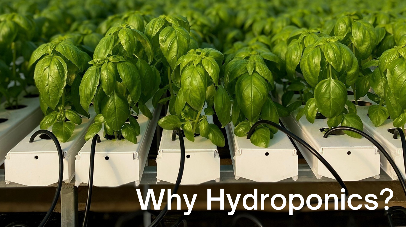 Why Hydroponics – Texas Green Star